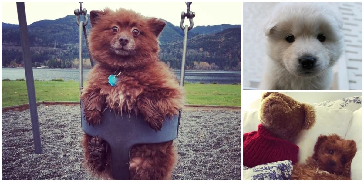 Cuper Cute Dogs That Could Pass As Teddy Bears